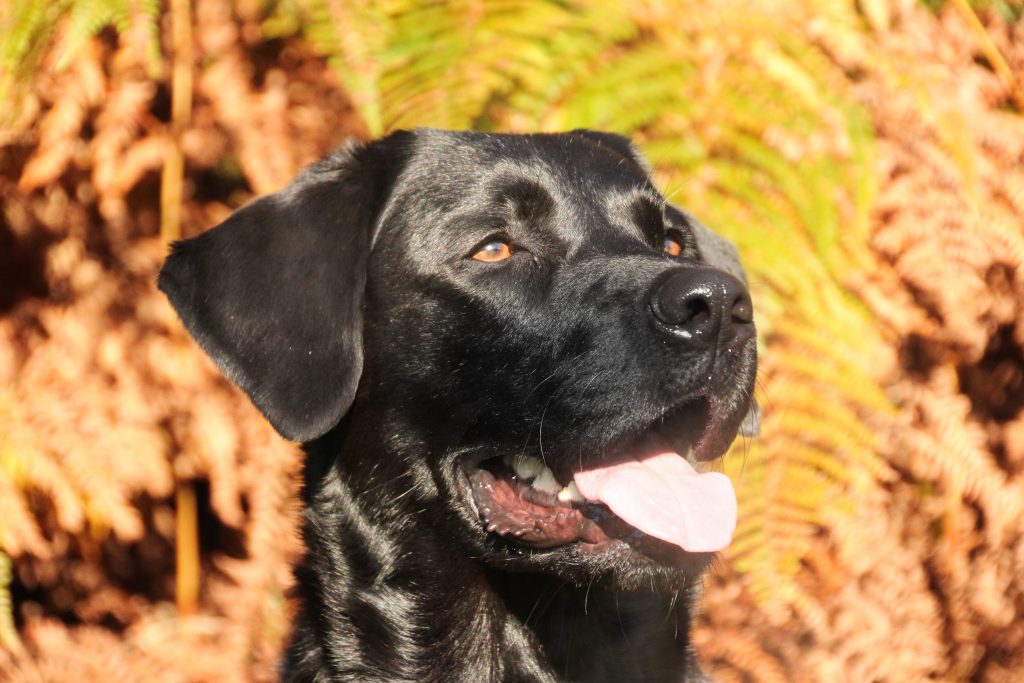 Online-Hundetraining mit Ferntrainer | Marion Huber